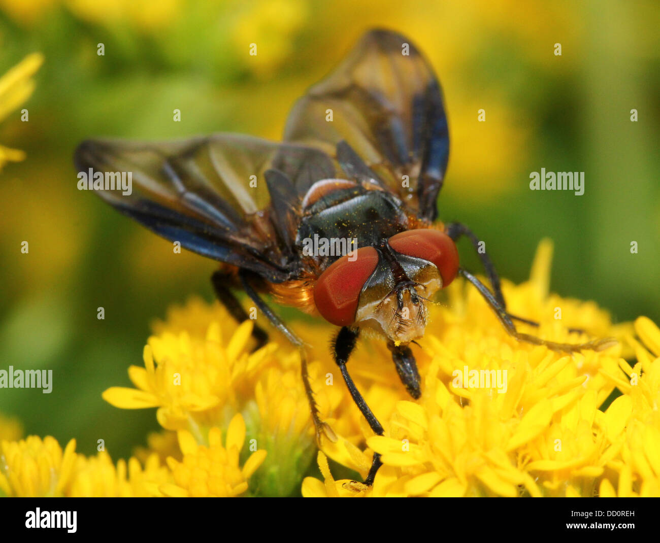Macro image of a male Phasia hemiptera fly, an insect belonging to the ...