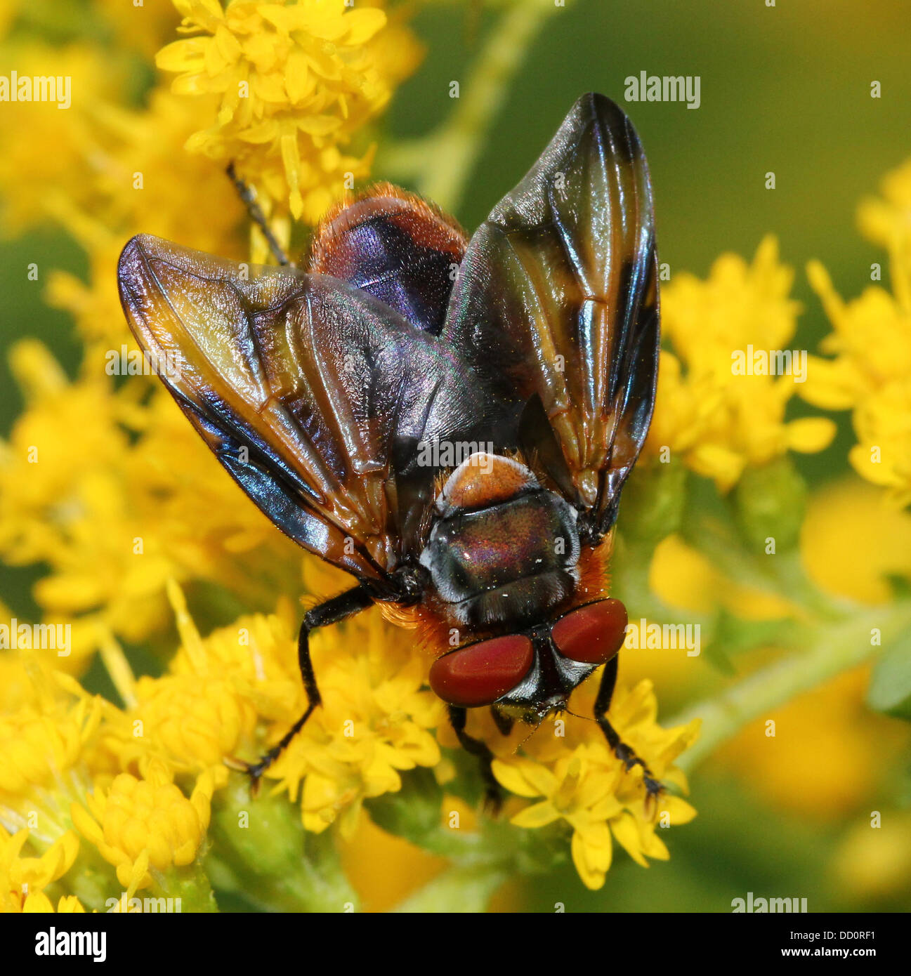Macro image of a male Phasia hemiptera fly, an insect belonging to the ...