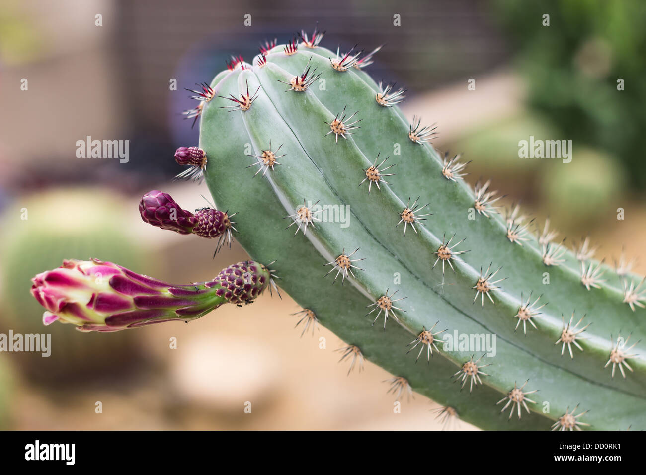 Pink Cactus flower buds with background blur Stock Photo - Alamy