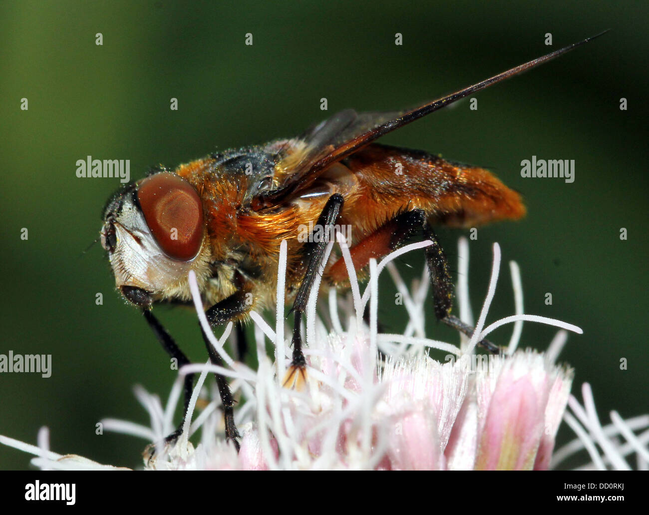 Macro image of a male Phasia hemiptera fly, an insect belonging to the ...