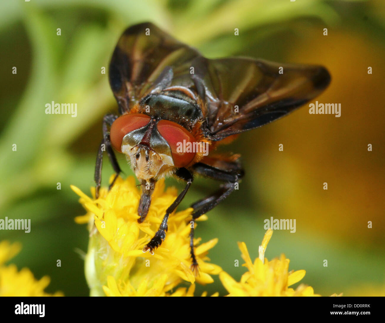 Macro image of a male Phasia hemiptera fly, an insect belonging to the ...