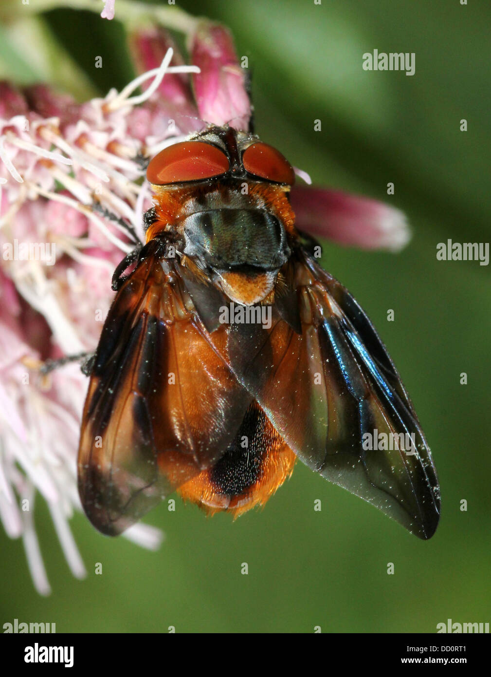 Tachinidae hi-res stock photography and images - Alamy