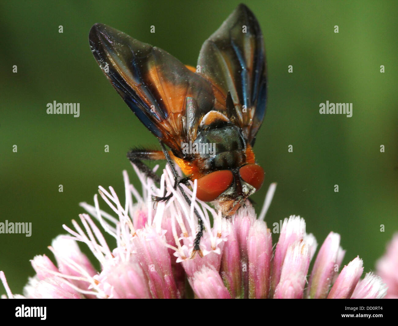Macro image of a male Phasia hemiptera fly, an insect belonging to the ...