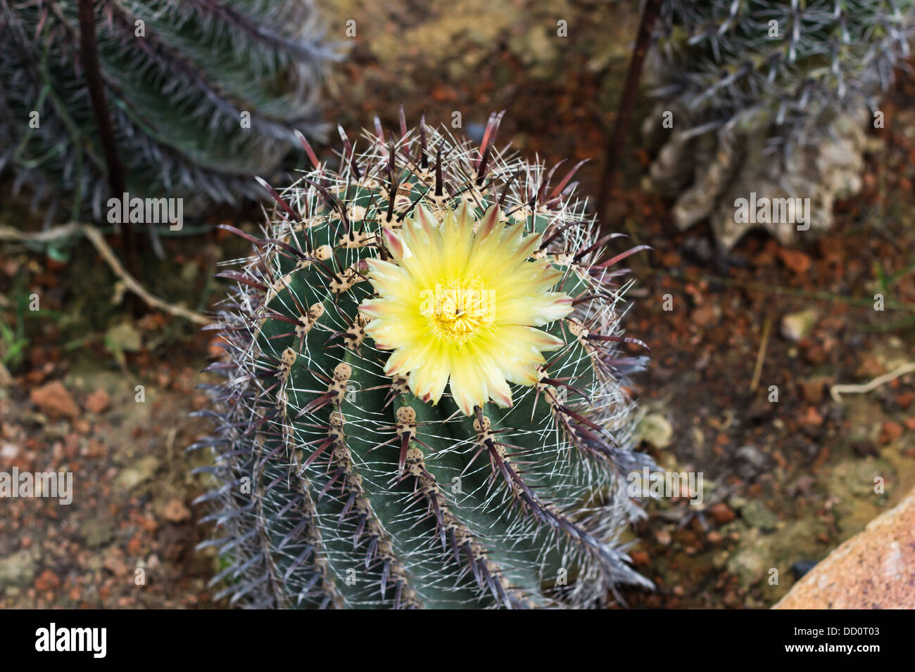 Yellow cactus flower bloom with background blur Stock Photo - Alamy