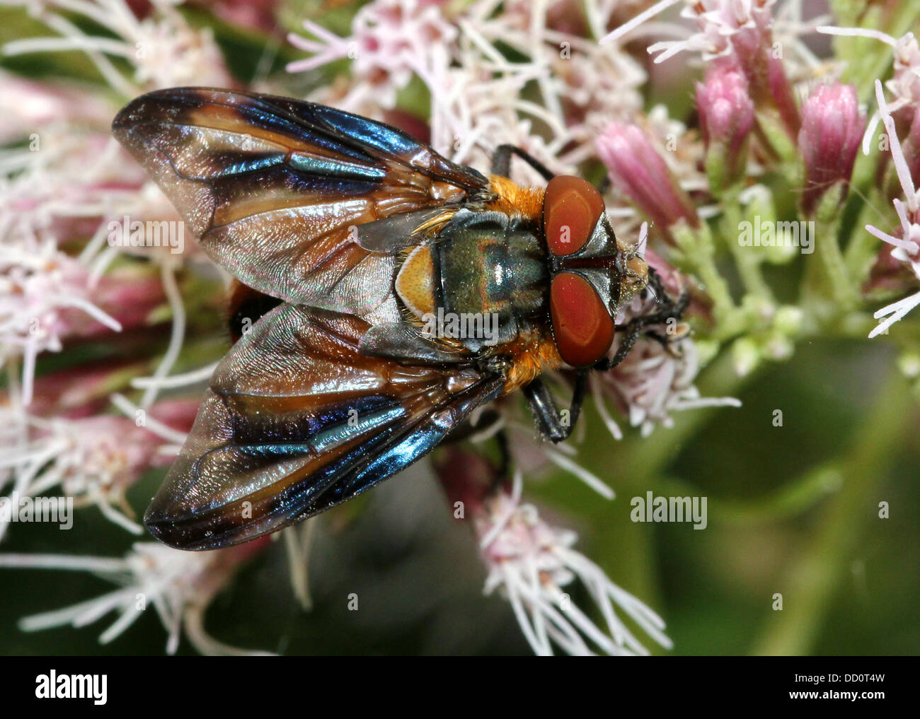Macro image of a male Phasia hemiptera fly, an insect belonging to the ...