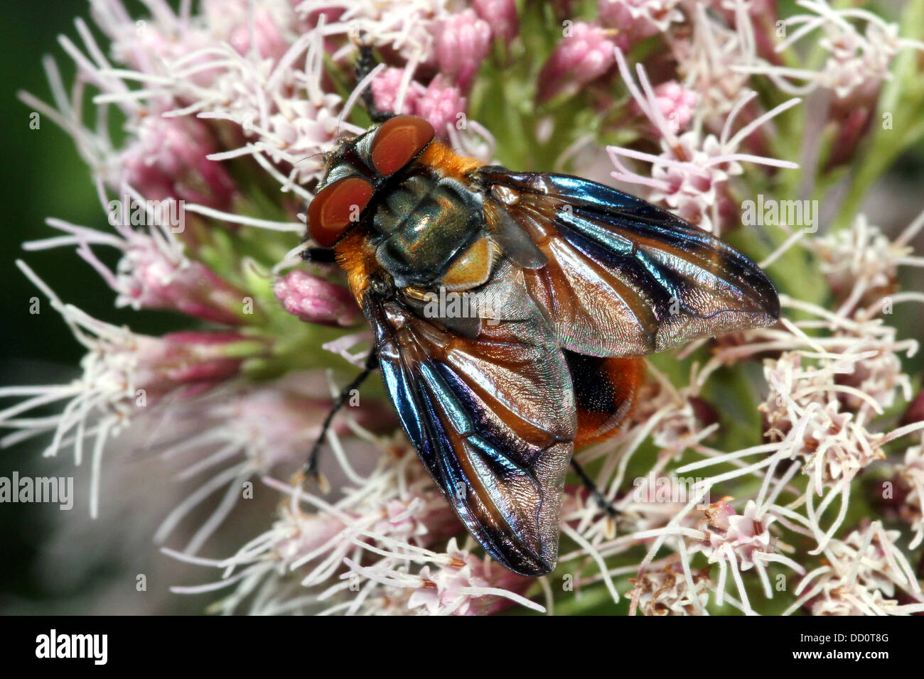 Macro image of a male Phasia hemiptera fly, an insect belonging to the ...