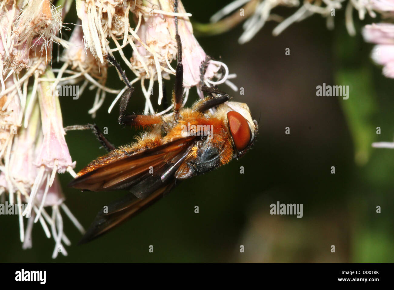 Macro image of a male Phasia hemiptera fly, an insect belonging to the ...