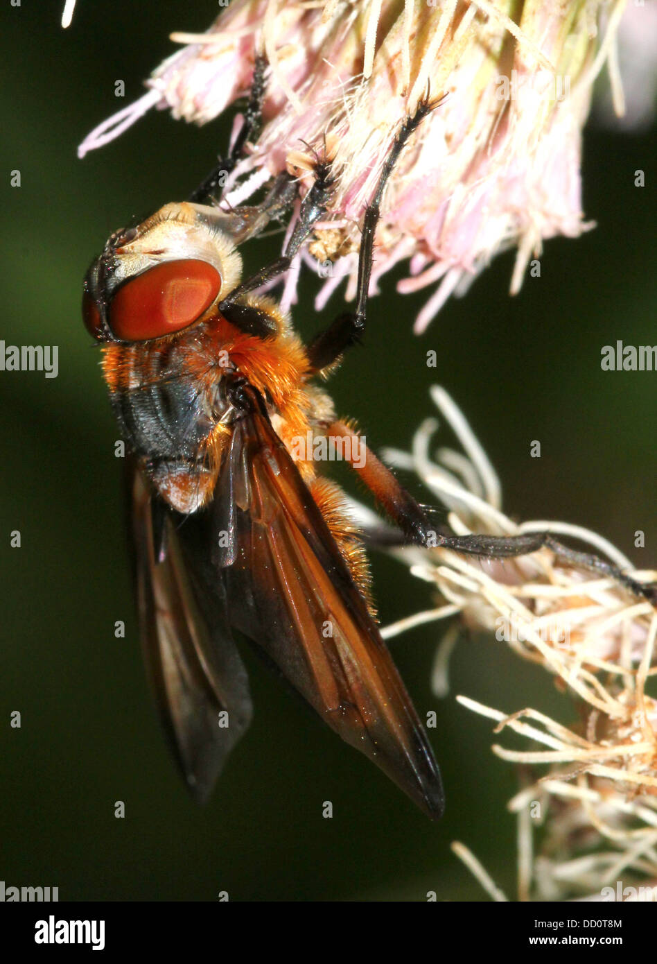 Macro image of a male Phasia hemiptera fly, an insect belonging to the ...
