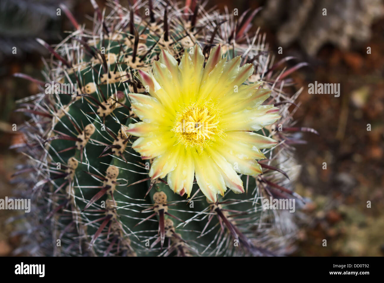 Yellow cactus flower bloom with background blur Stock Photo - Alamy