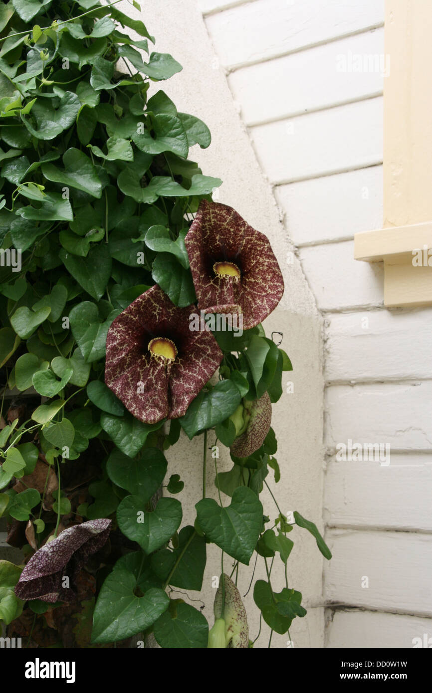 Dutchman's pipe vine hi-res stock photography and images - Alamy