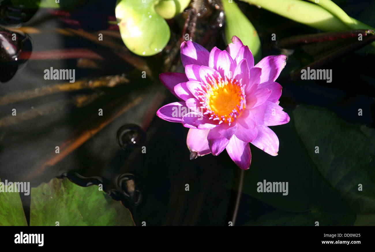 Floating Lotus Flower Stock Photo - Alamy