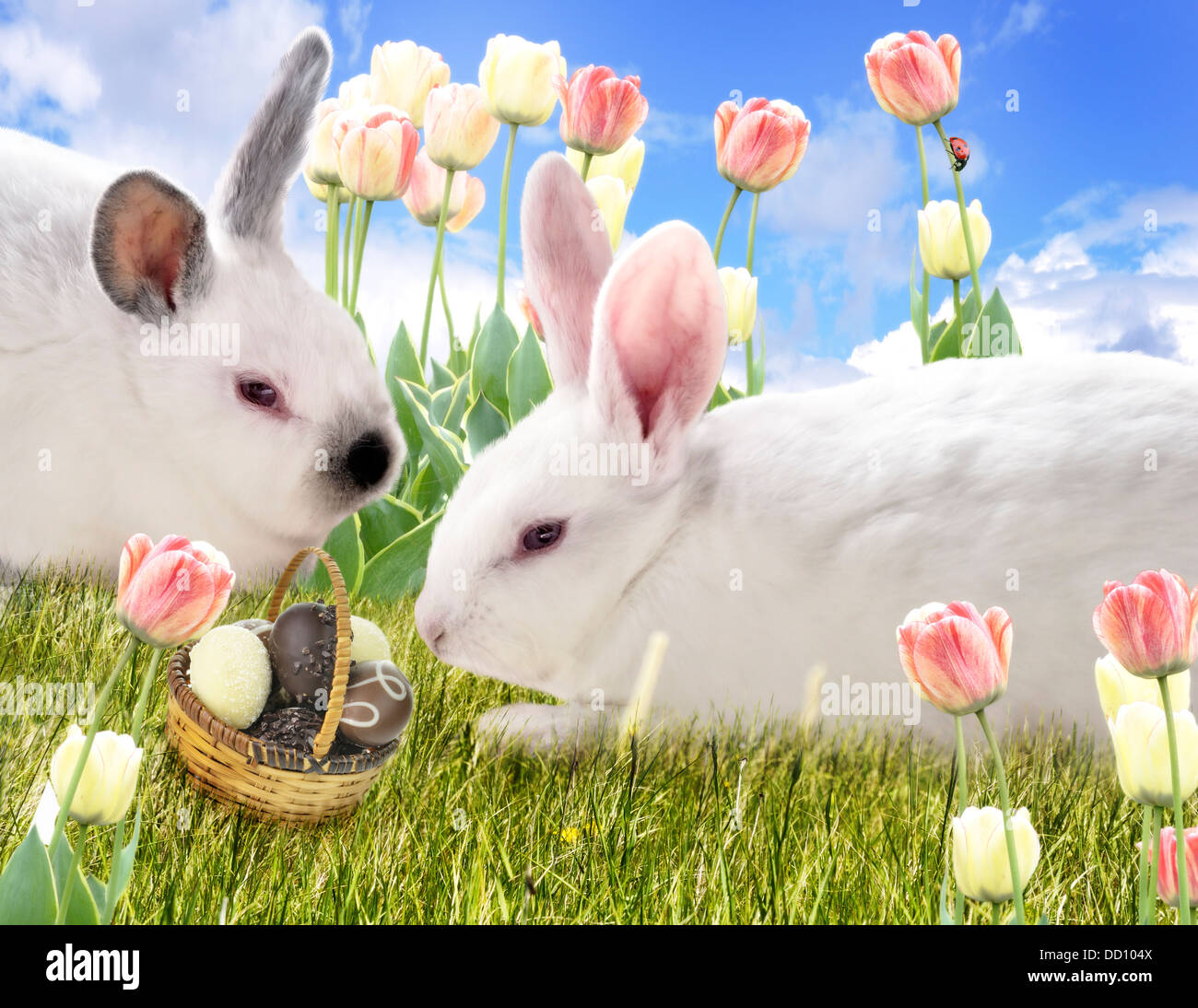 White chocolate rabbits hi-res stock photography and images - Alamy