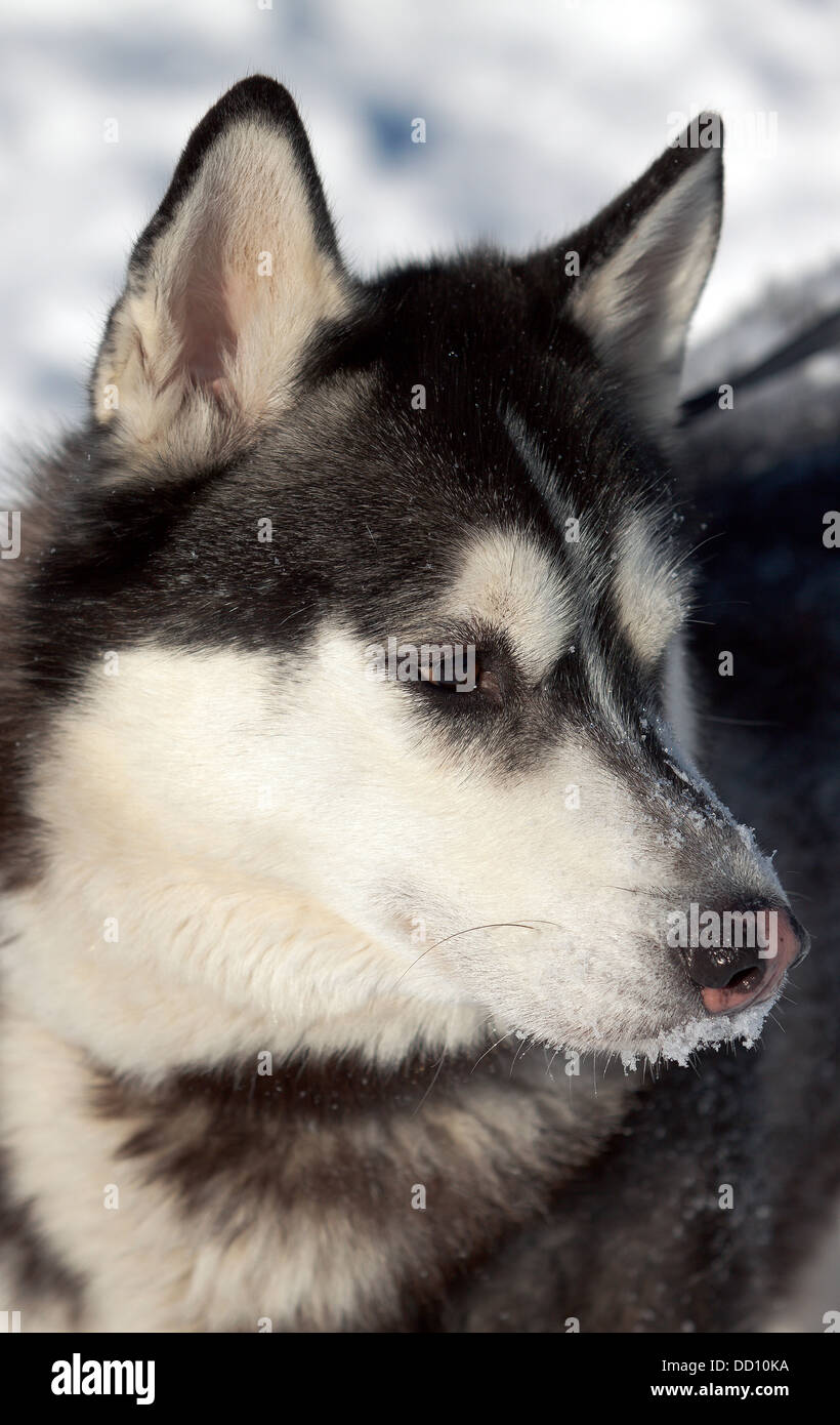 Beautiful Siberian Husky Stock Photo - Alamy