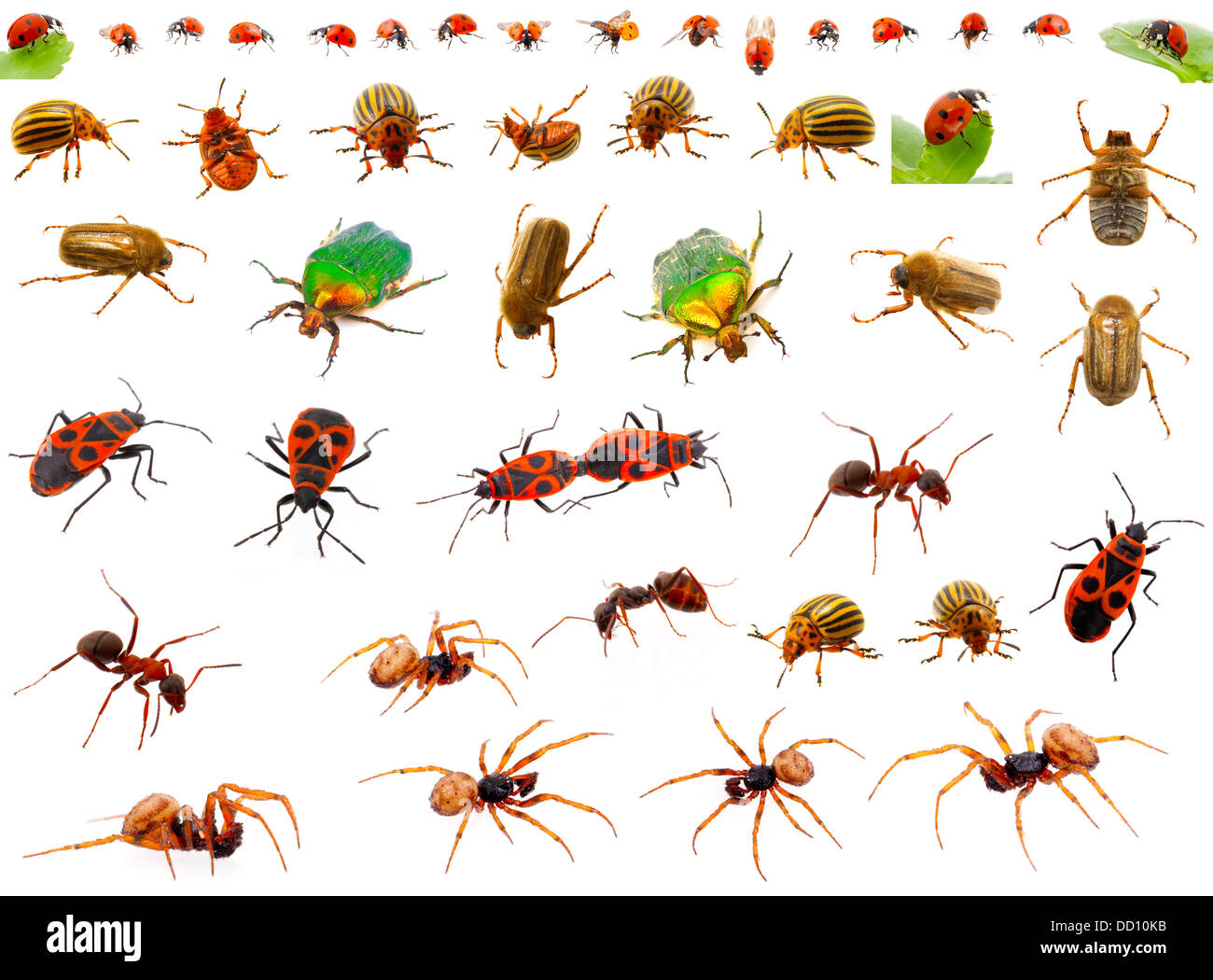 Insects : ladybug, may-bug, cockchafer, ant, spider, firebug and Stock ...