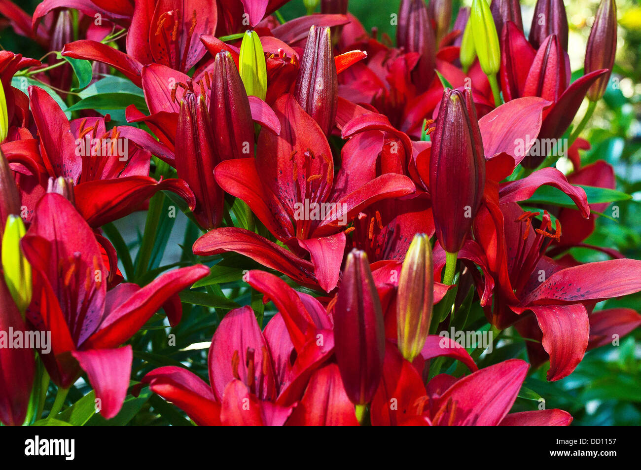 Flowering Lily, Lily flower Stock Photo - Alamy