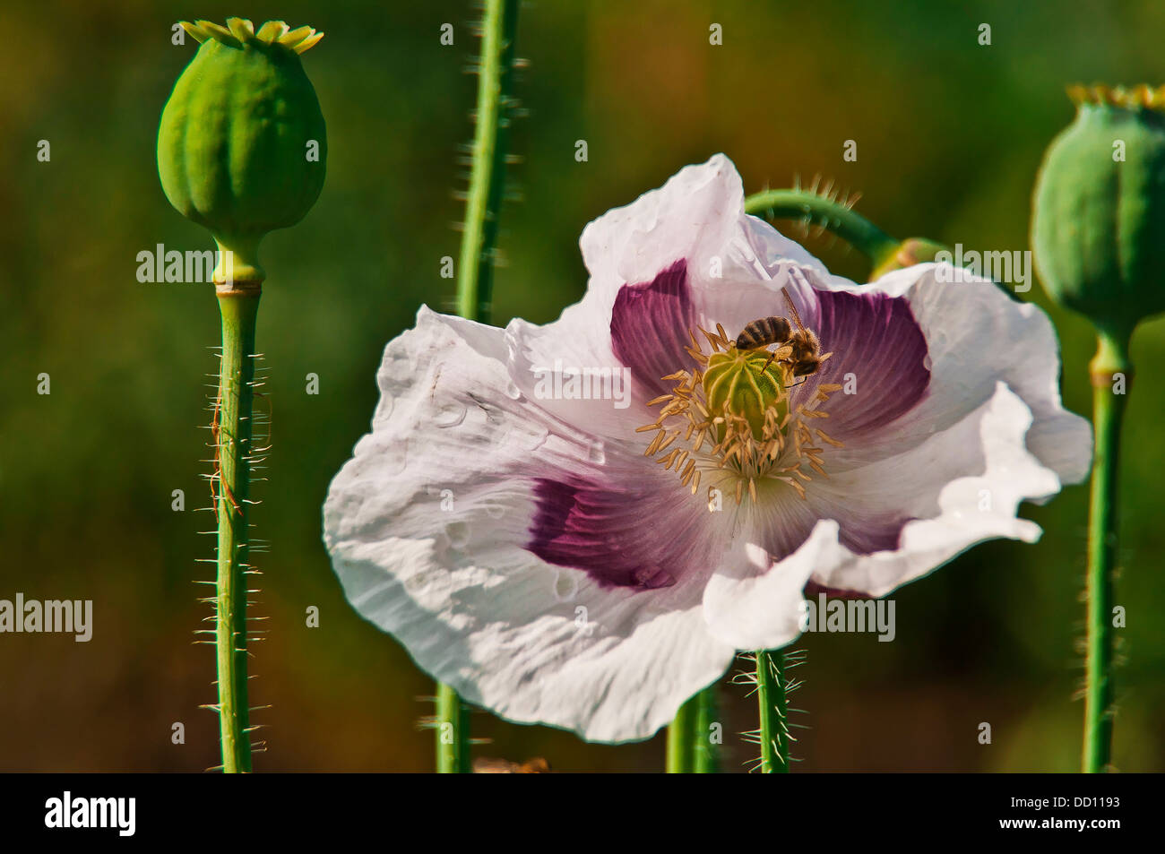 Poppyhead hi-res stock photography and images - Alamy