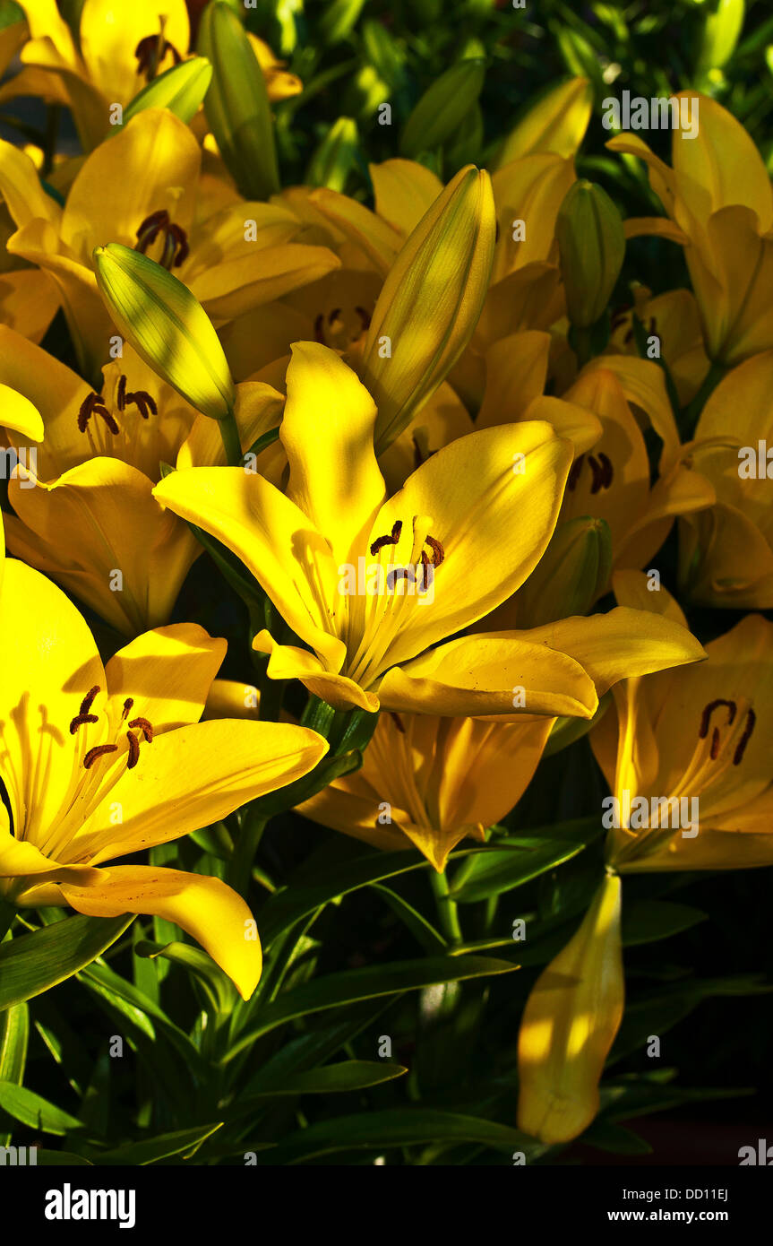 Flowering Lily, Lily flower Stock Photo - Alamy