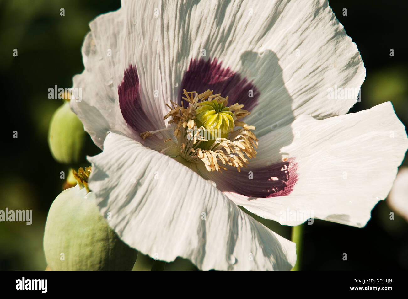 Poppyhead hi-res stock photography and images - Alamy