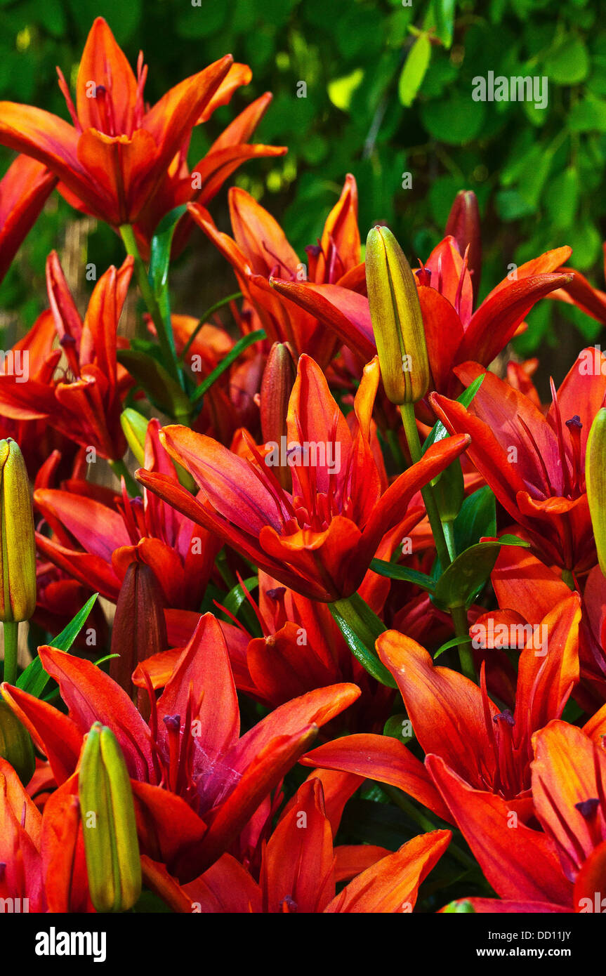 Flowering Lily, Lily flower Stock Photo - Alamy