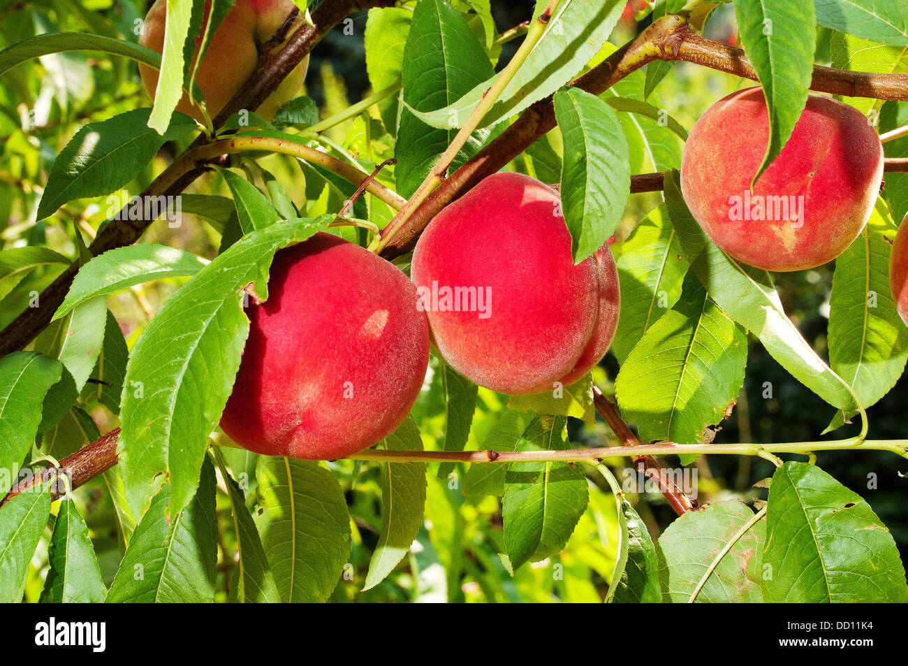 Czech peaches hi-res stock photography and images - Alamy