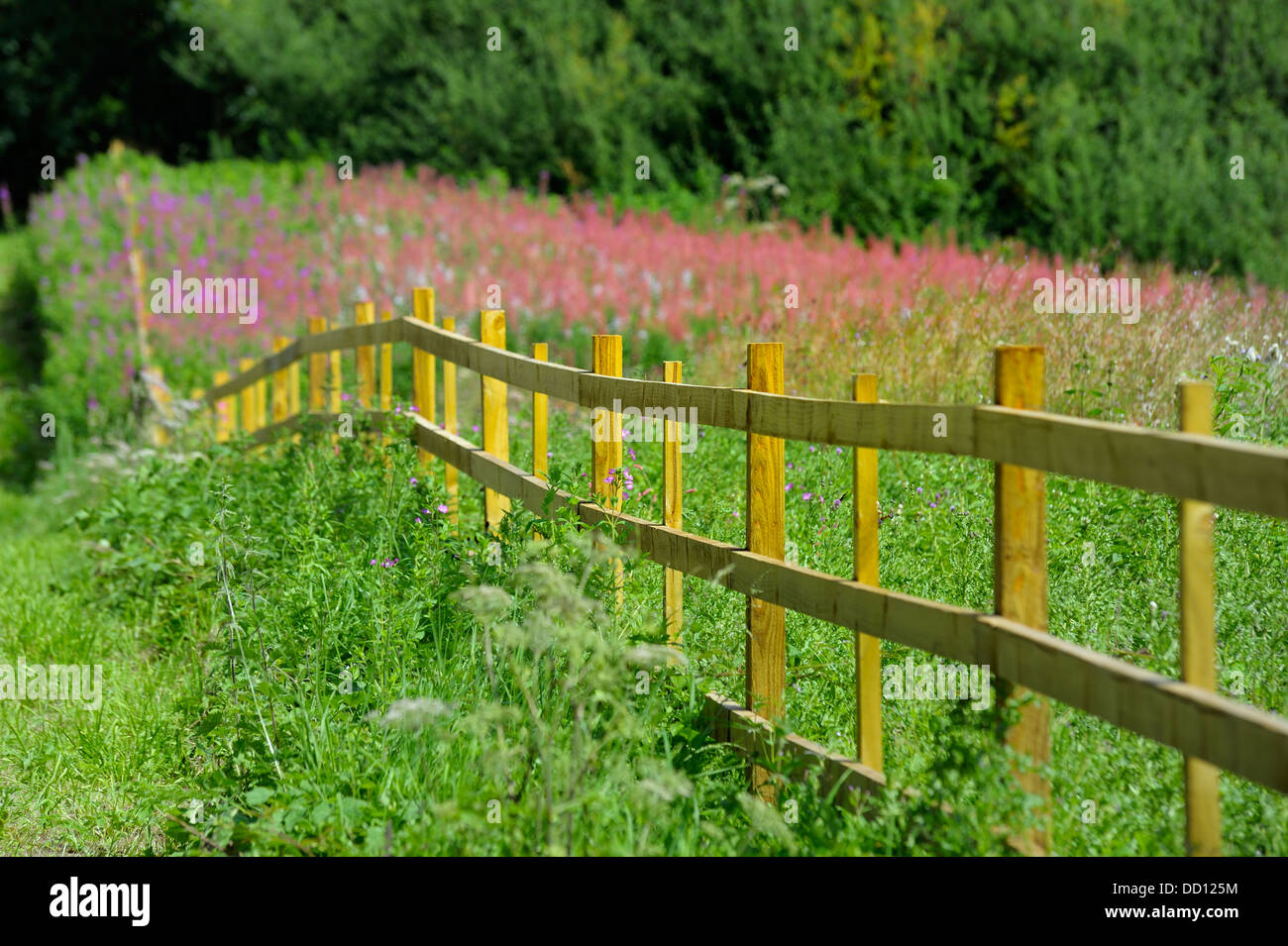 English meadow flowers hi-res stock photography and images - Alamy