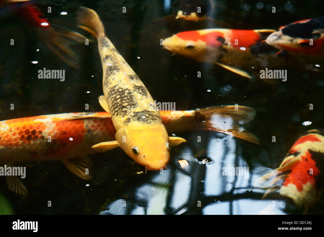 Koi carp, Cyprinus carpio Stock Photo - Alamy