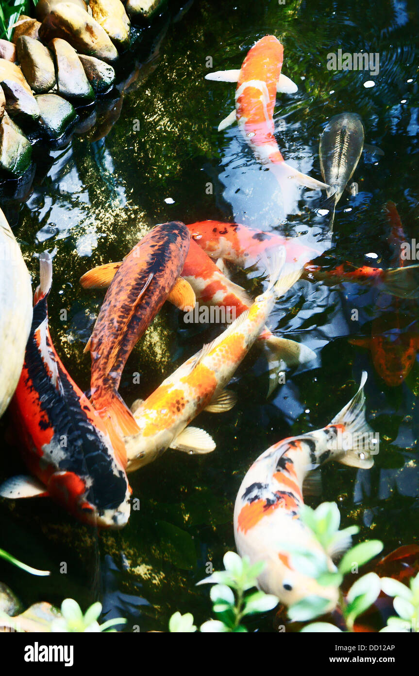 Koi carp, Cyprinus carpio Stock Photo - Alamy