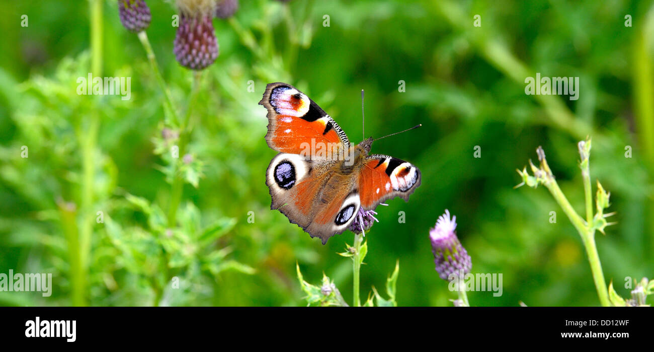 British native peacock butterfly hi-res stock photography and images ...