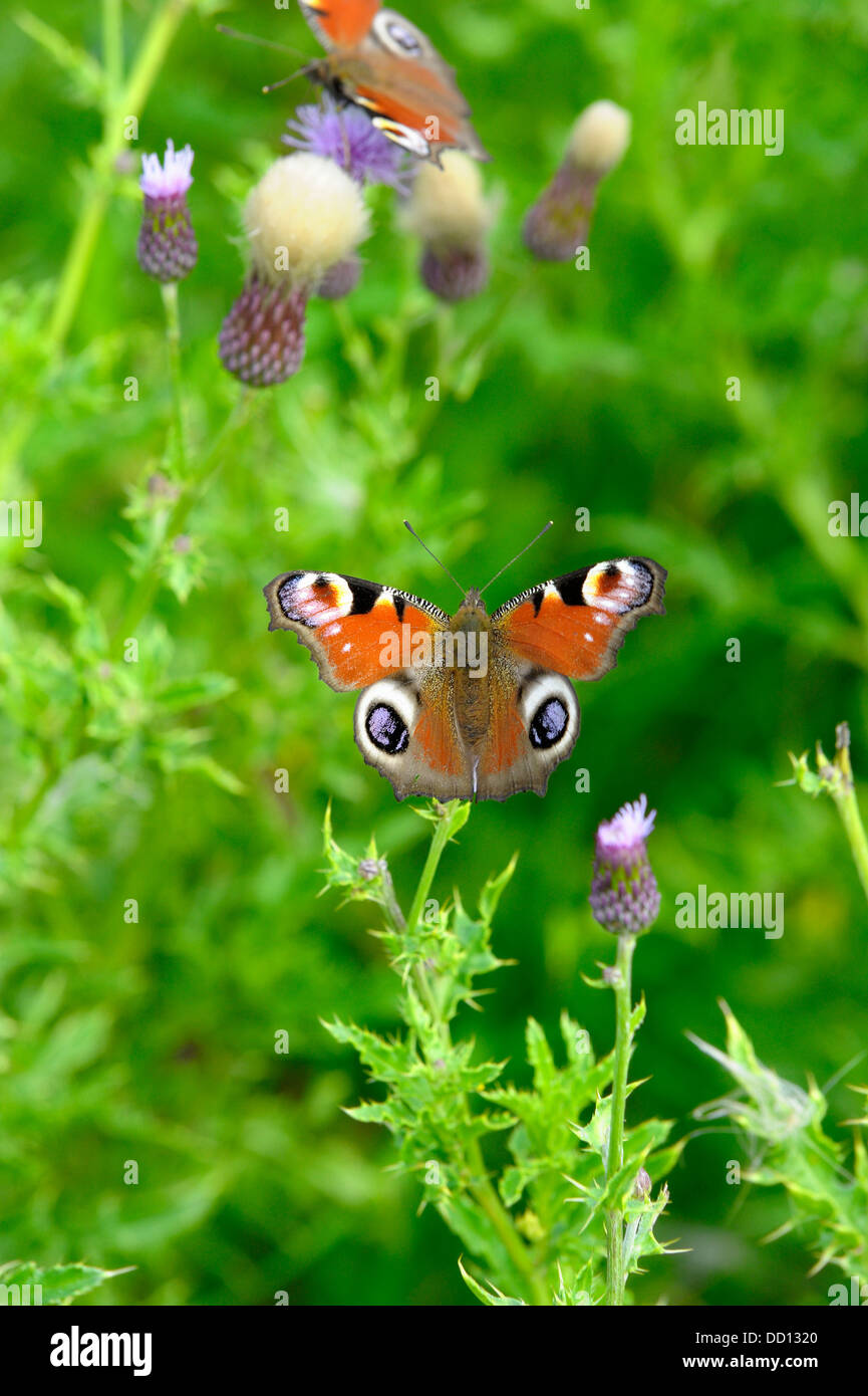 British native peacock butterfly hi-res stock photography and images ...