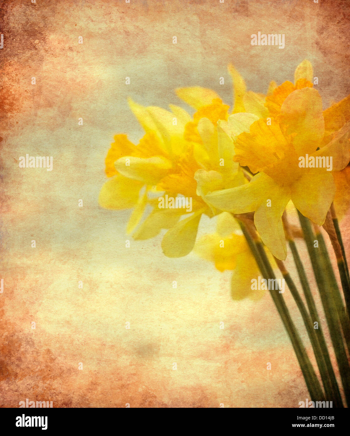 Vintage Daffodil flowers Stock Photo - Alamy