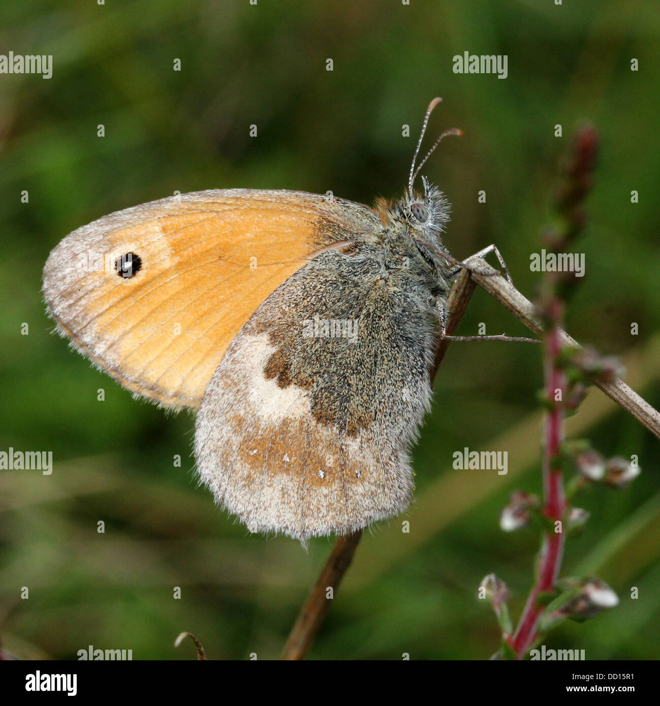 Small heath butterfly (Coenonympha pamphilus Stock Photo - Alamy