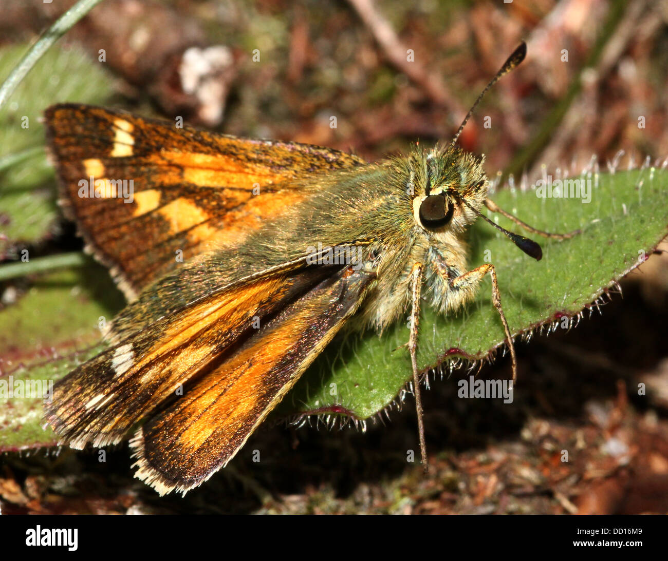 Silver-spotted or Branded Skipper (Hesperia comma) with wings opened ...