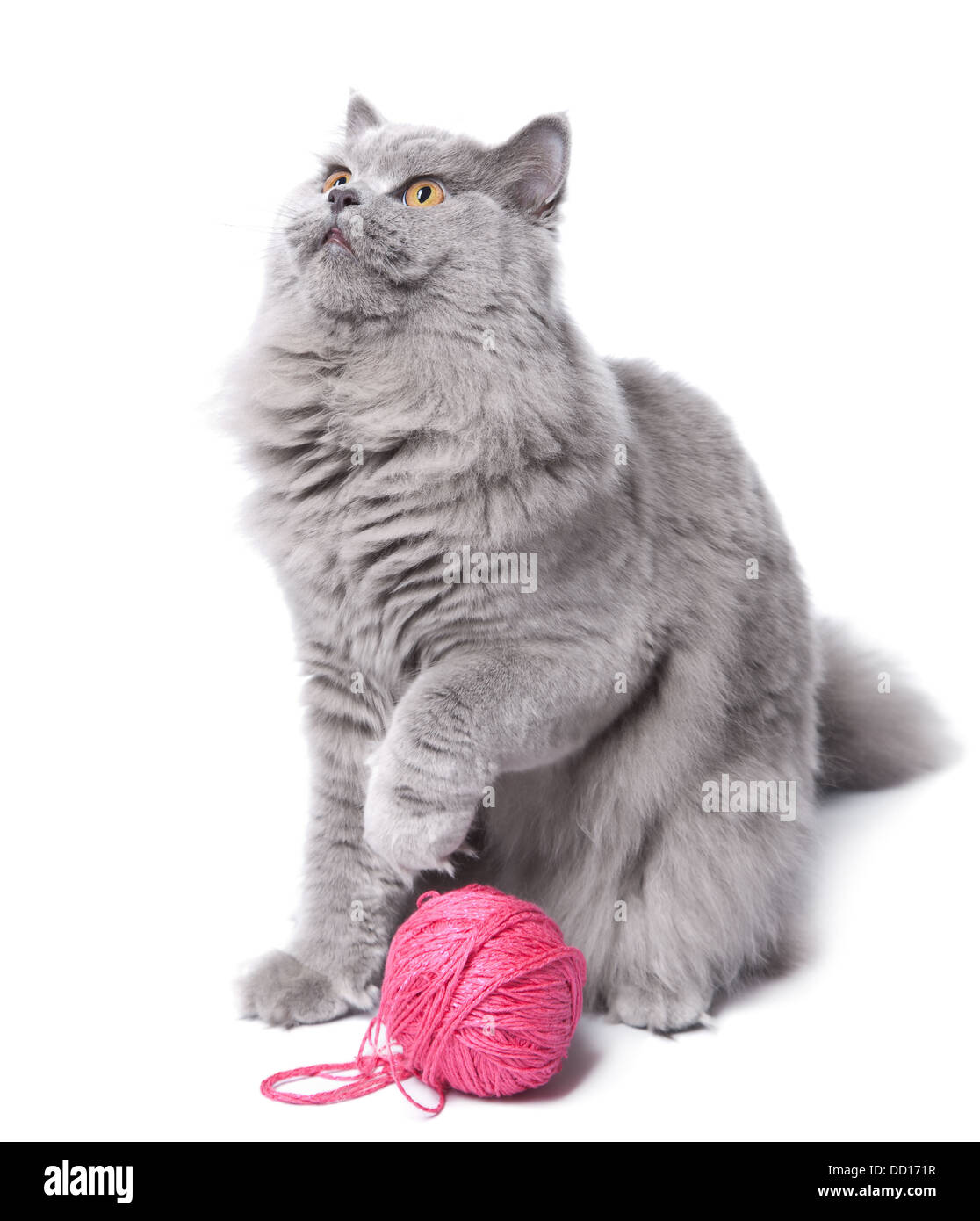Young cat playing blue Cut Out Stock Images & Pictures - Alamy
