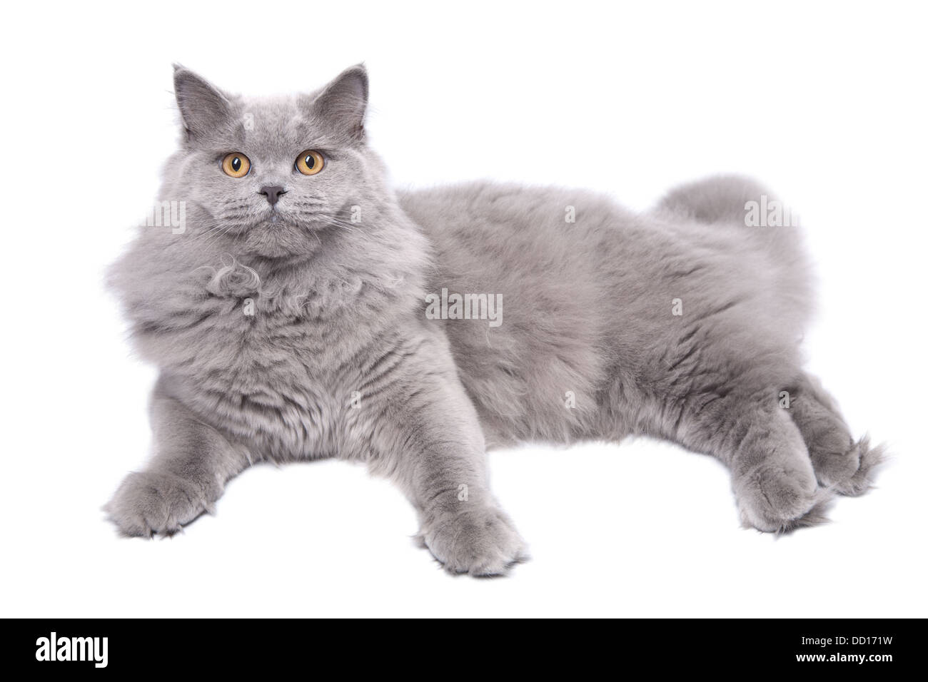 Cute british breed kitty Cut Out Stock Images & Pictures - Alamy