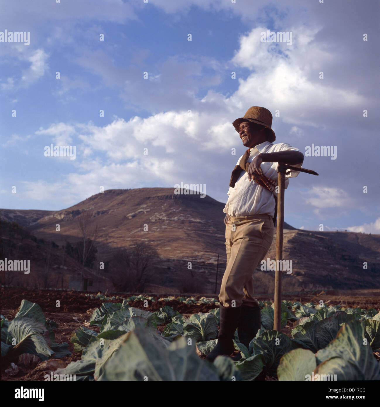 African cabbages hi-res stock photography and images - Alamy