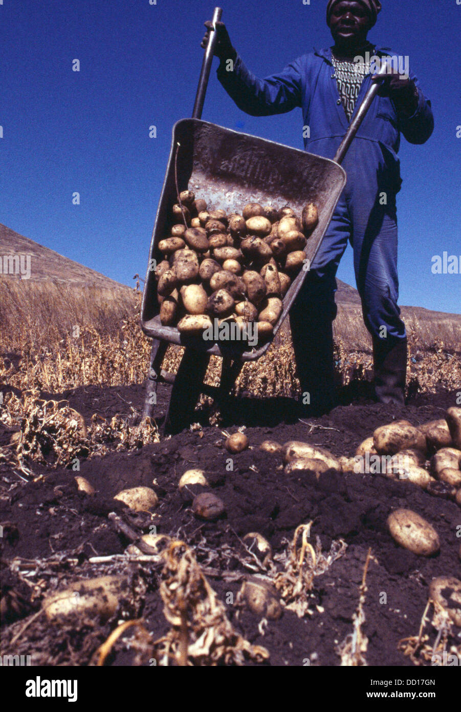 Agriculture in lesotho hi-res stock photography and images - Alamy