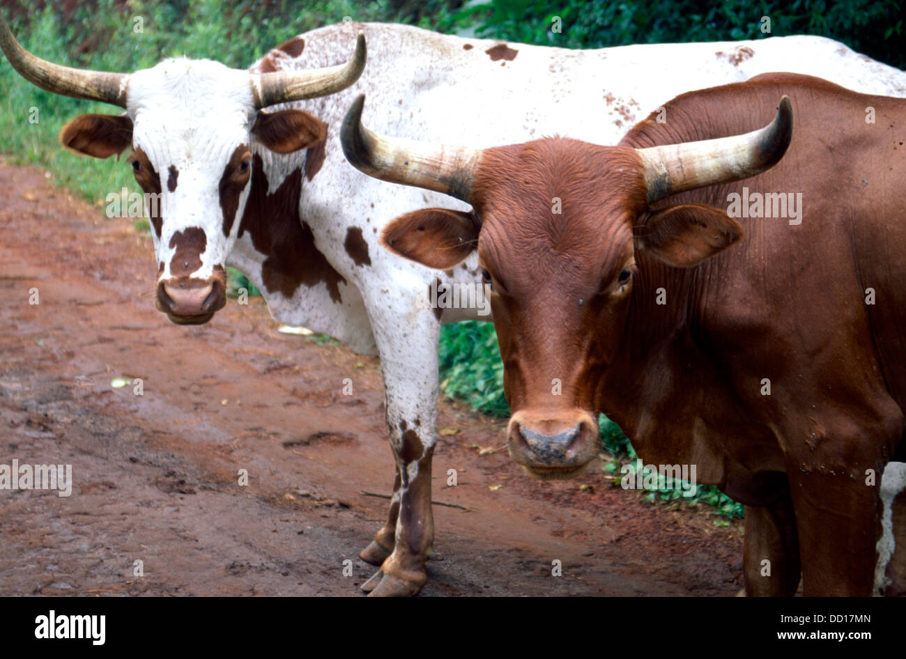 Nguni High Resolution Stock Photography and Images - Alamy