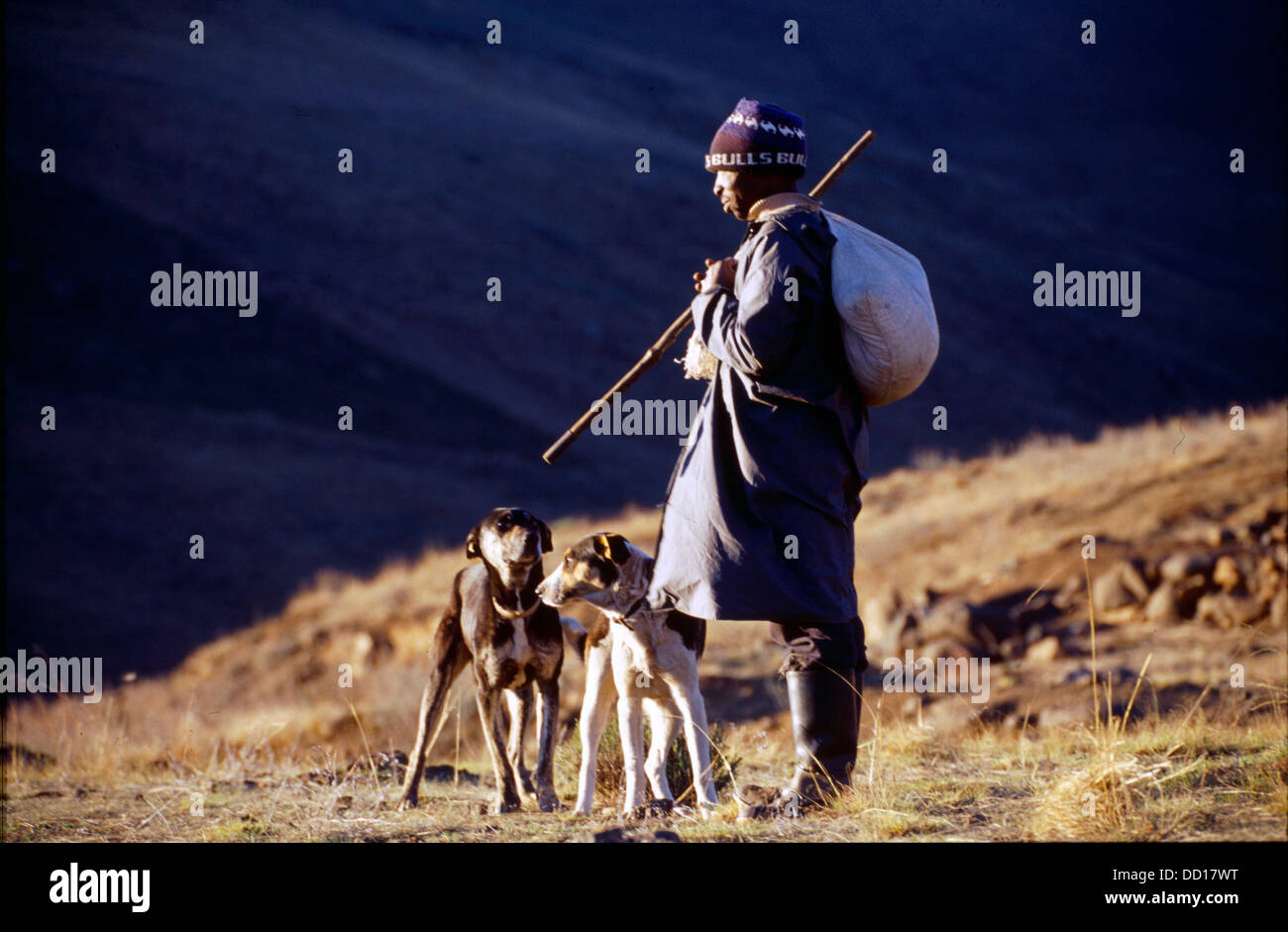 Man with dogs hi-res stock photography and images - Alamy