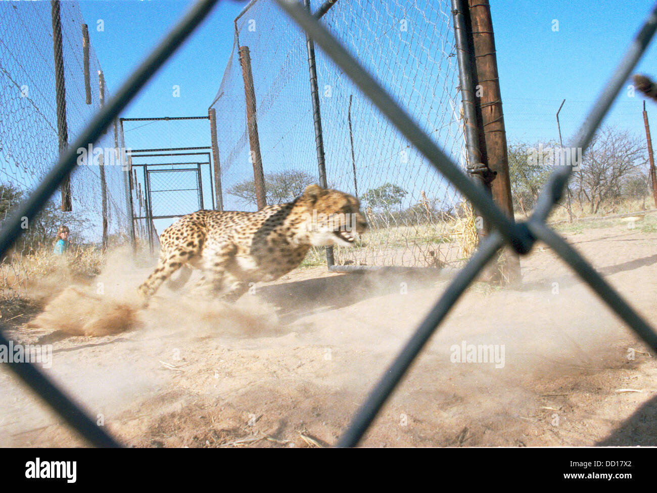 Project cheetah hi-res stock photography and images - Alamy
