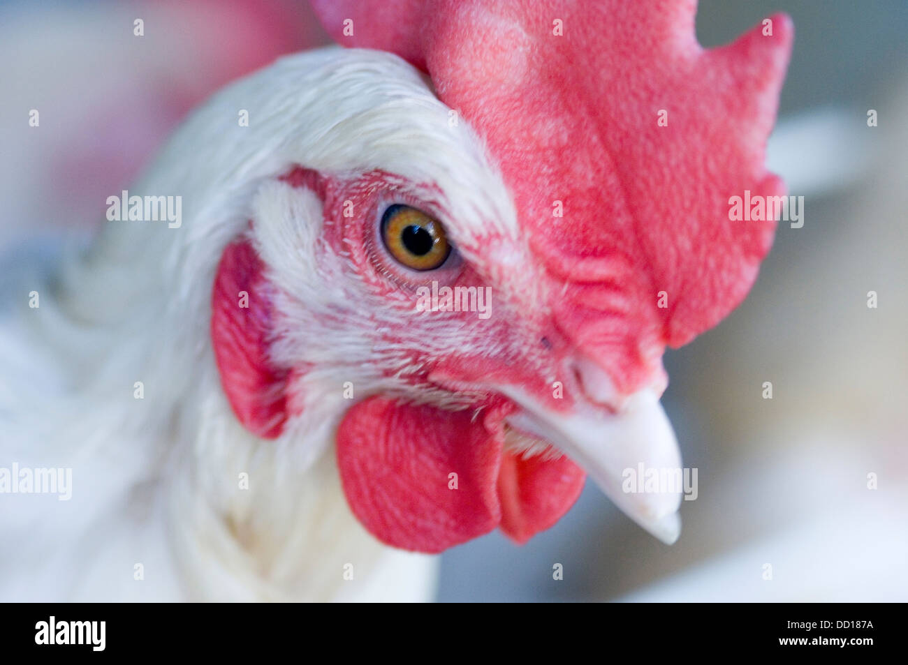 Heidel High Resolution Stock Photography and Images - Alamy