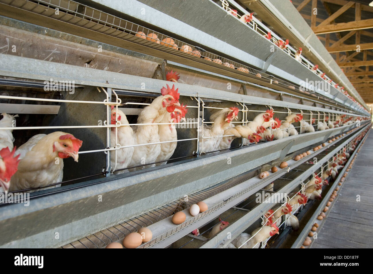 South africa chicken farm hi-res stock photography and images - Alamy