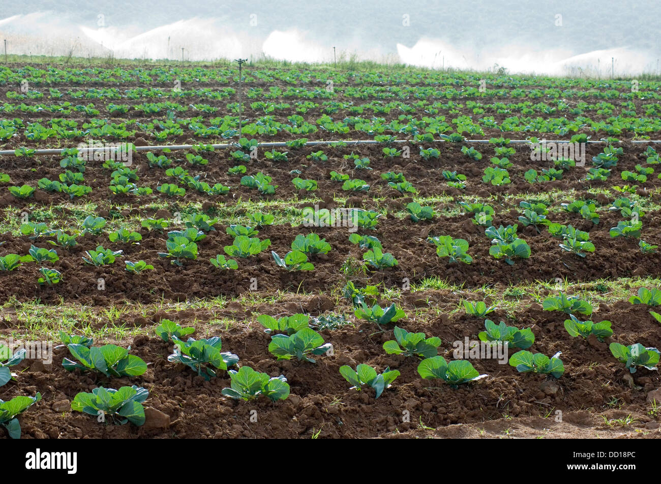 Independent Development Trust - Eastern Cape Stock Photo - Alamy