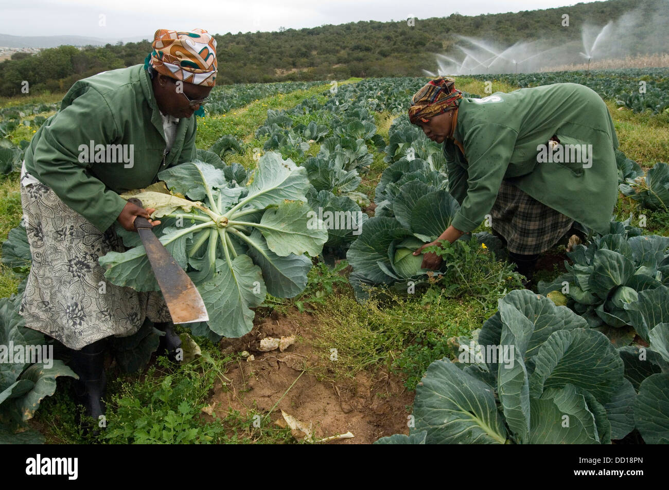 Independent development trust eastern cape hi-res stock photography and ...