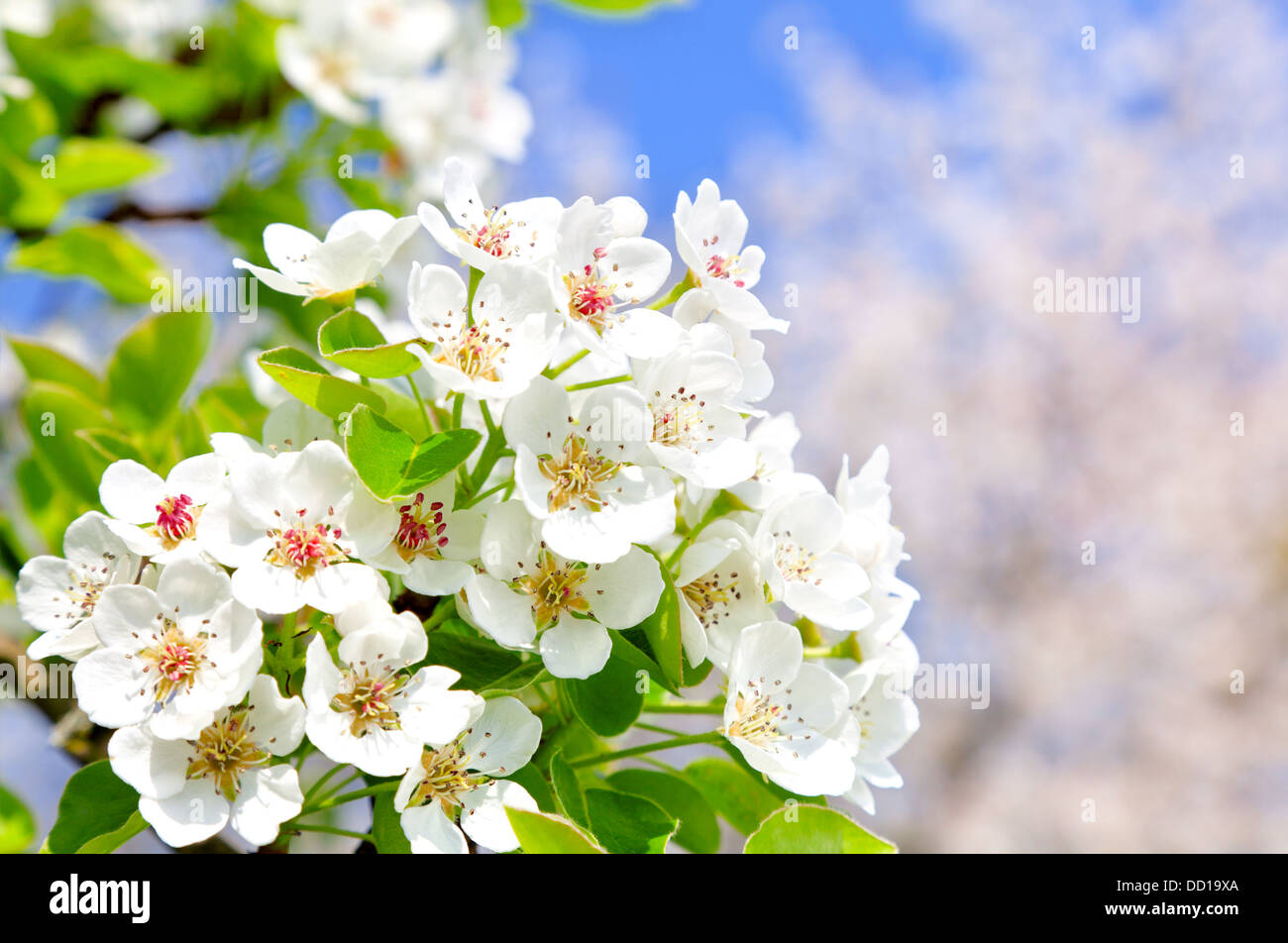 Apple bloom hi-res stock photography and images - Alamy