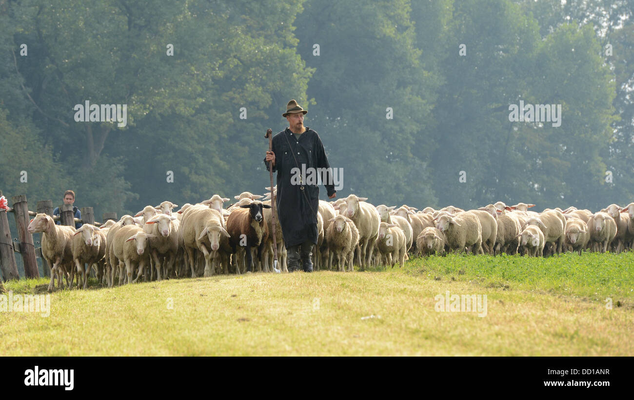 Markgroeningen, Germany. 23rd Aug, 2013. Shepherd Uwe Gutmann takes ...