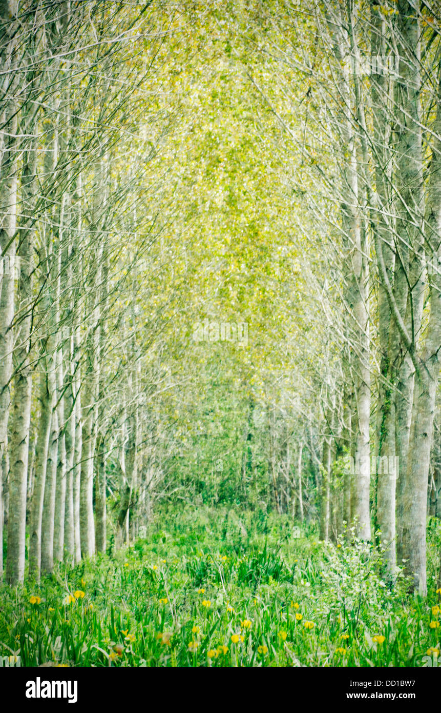 Walking among trees in nature hi-res stock photography and images - Alamy