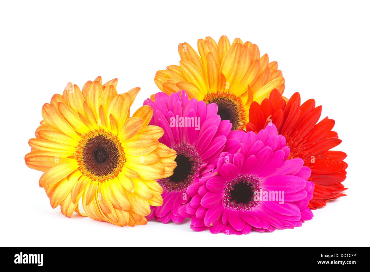 Beautiful violet gerbera flower hi-res stock photography and images - Alamy
