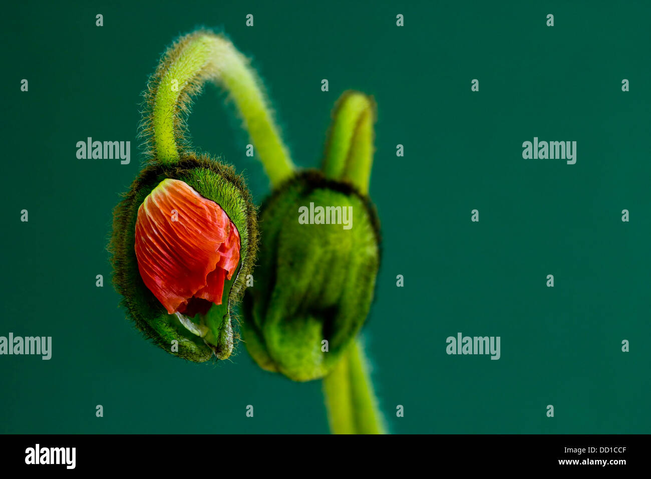 two buds of poppy Stock Photo - Alamy