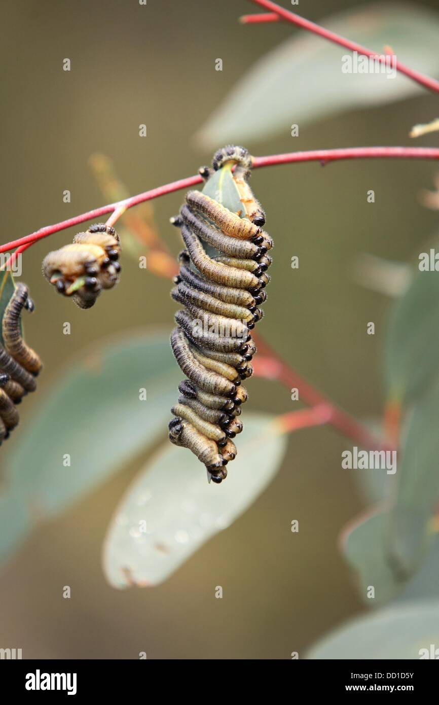 Wasp eating larvae hi-res stock photography and images - Alamy