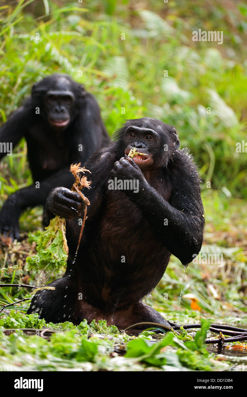 Funny cute wildanimals hi-res stock photography and images - Alamy